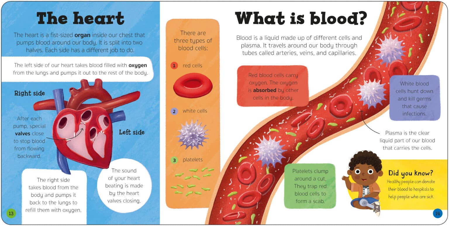Priddy Explorers: Human Body - Priddy Books